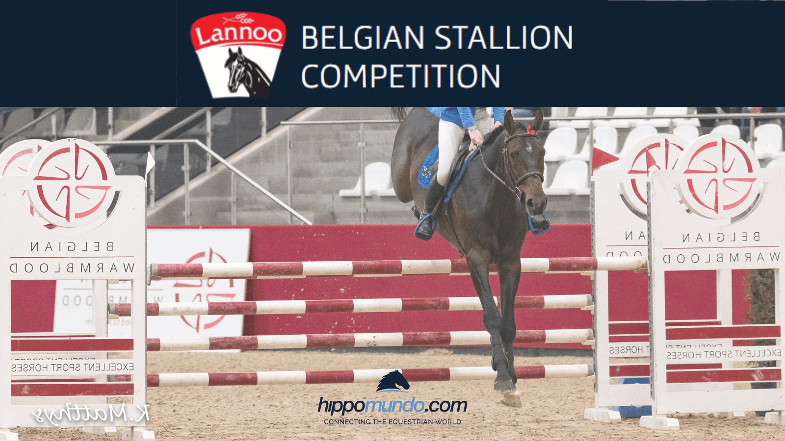 Hippomundo partners with Lannoo Belgian Stallion Competition - News - Hippomundo