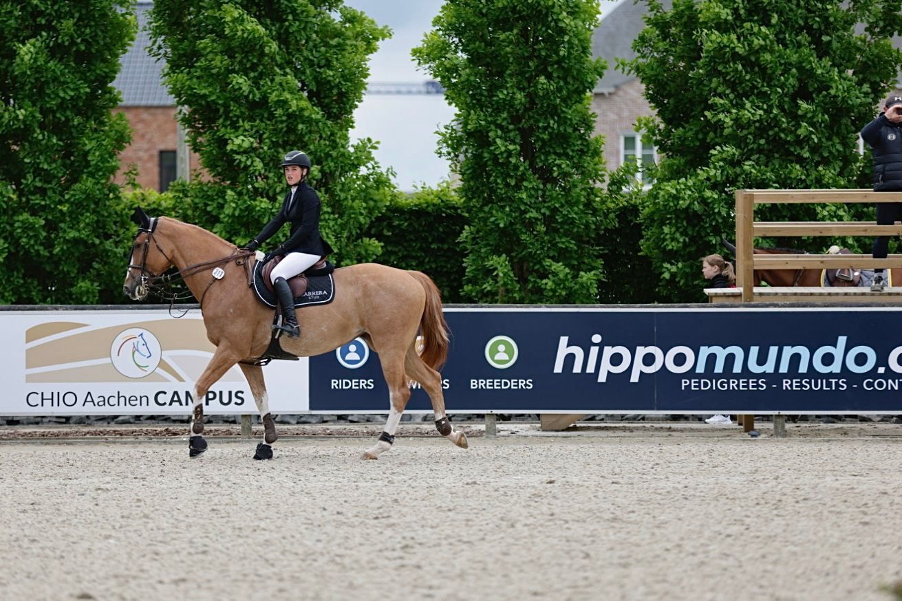 Who Stood Out in Belgium’s 2025 Young Horse Series? - News - Hippomundo