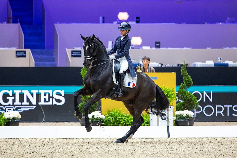 Dressage stallions with most approved sons - News - Hippomundo