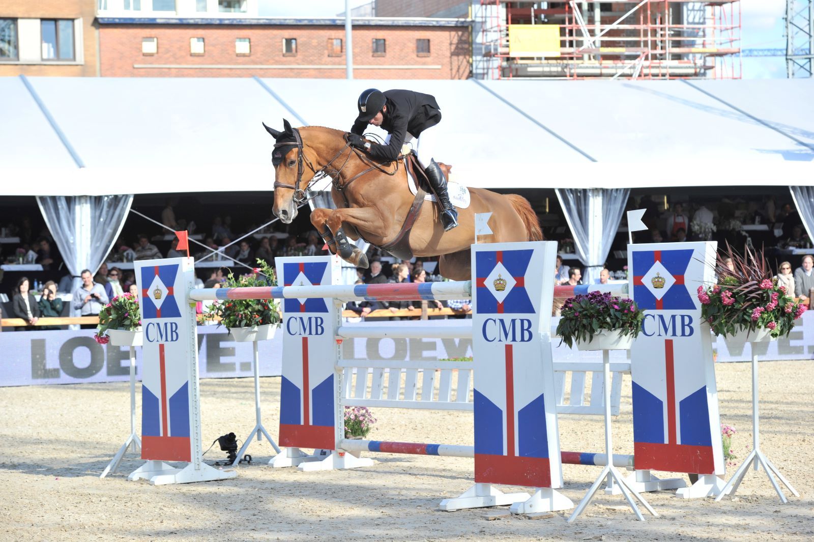 A dam by For Pleasure: the secret to breeding success? - News - Hippomundo