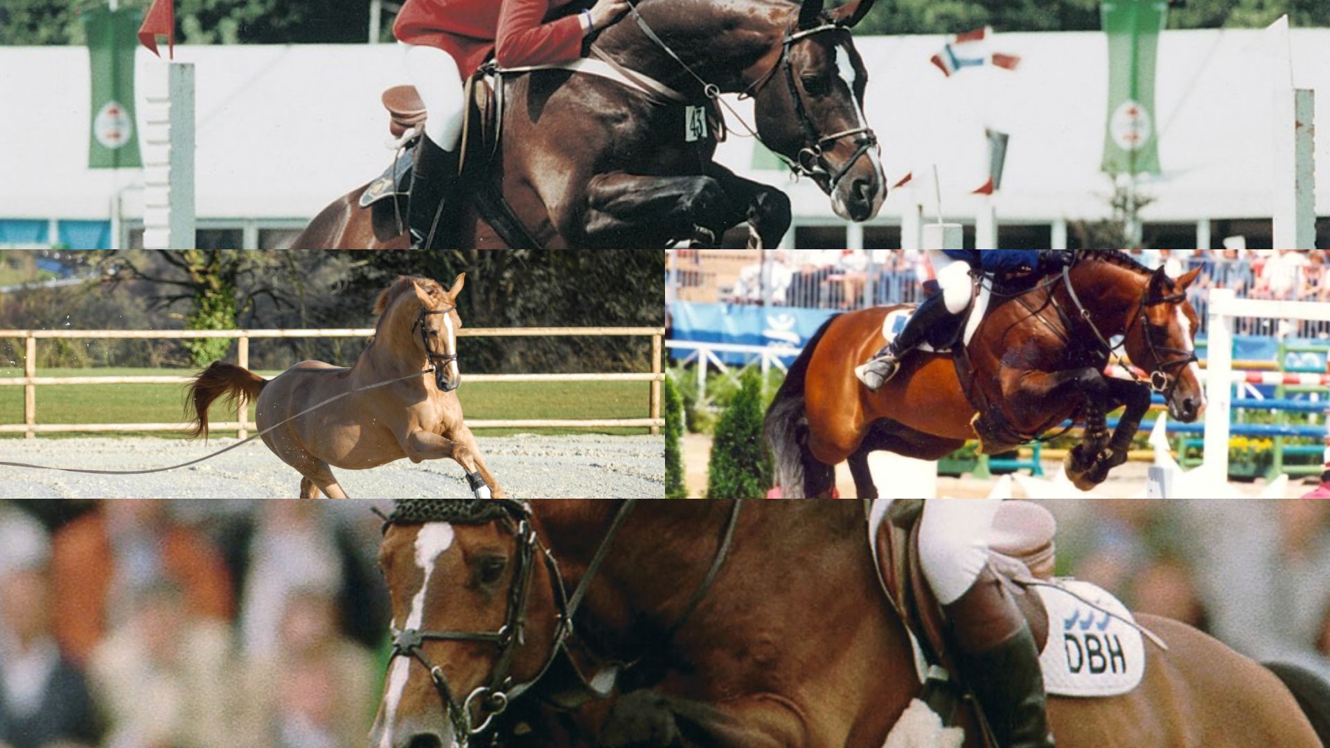 Evolution of the Sire of the Dam ranking 2015-2021 - News - Hippomundo