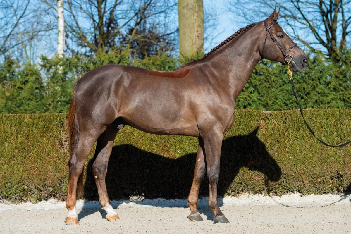 Who are the approved sons of the top sires? - News - Hippomundo