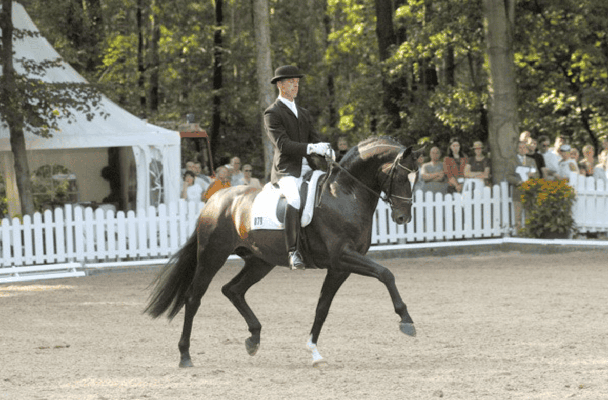 The story of Sir Donnerhall I - News - Hippomundo