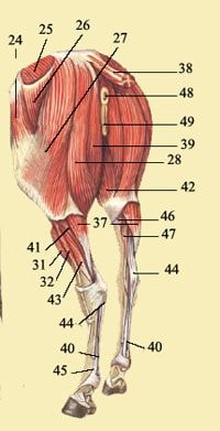 Hippomundo Academy - Hippomundo