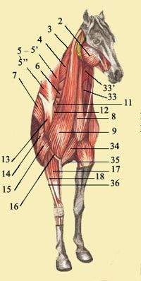 Hippomundo Academy - Hippomundo