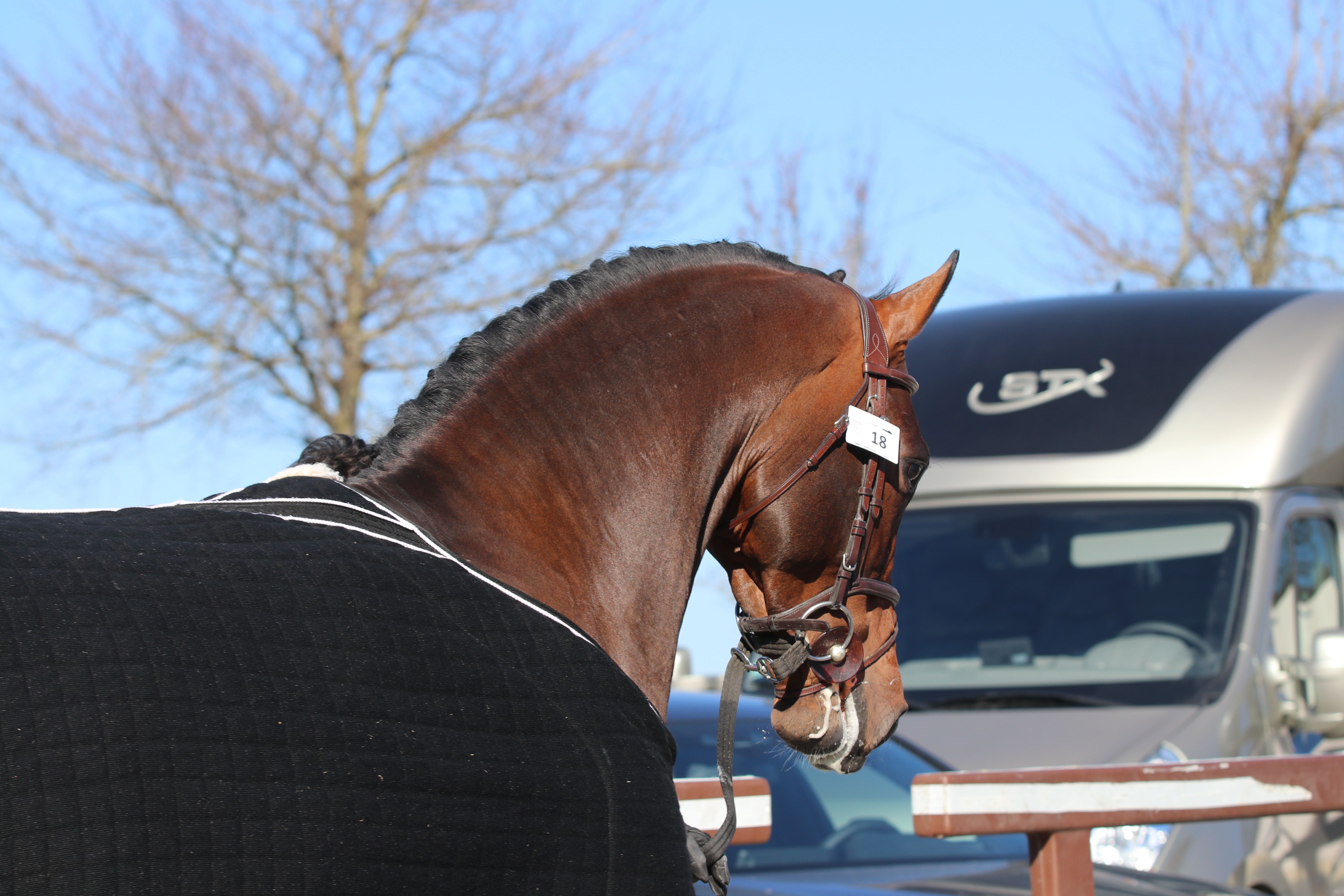 Discover the Upcoming Stallion Approvals on Hippomundo - News - Hippomundo